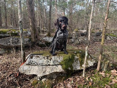German Wirehaired Pointer Pups