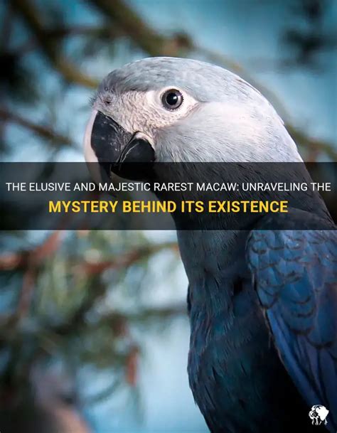The Elusive And Majestic Rarest Macaw Unraveling The Mystery Behind