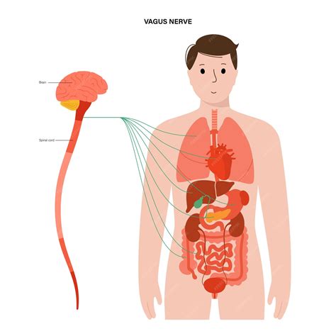 Premium Vector Vagus Nerve Diagram