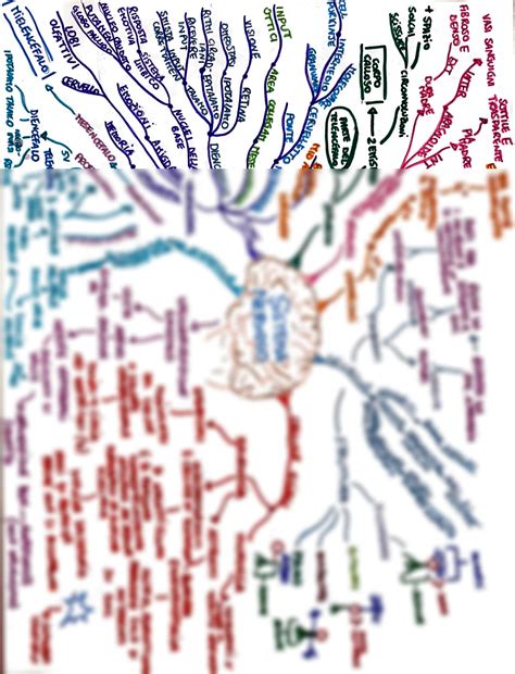 SOLUTION Mappa Sul Sistema Nervoso Biologia Anatomia Mind Map On The