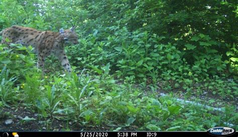 Ris Rista U Društvu Još Jednog Risa Centar Velike Zvijeri
