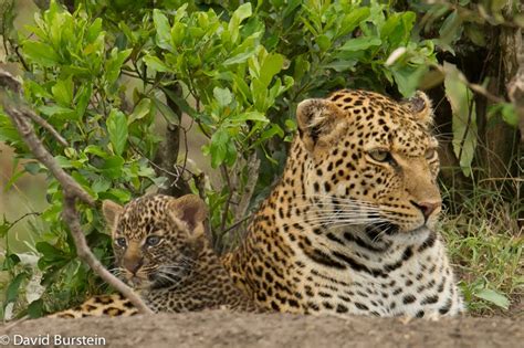 The Leopard And Cubs Awesome Photographs The Wildlife