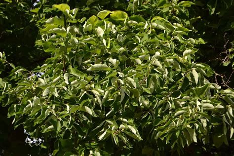 Cucumber Tree Magnolia Care Guide Plantglossary