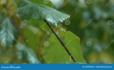 Tree Leaves During Rain During The Day Stock Footage Video Of Clean Moisture 295089960