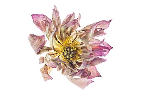 Seeds 18 Fubiz Media