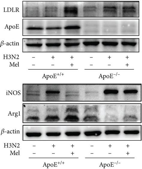 The Blocking Of The Apoe Ldlr Pathway Suppressed The Regulation Of