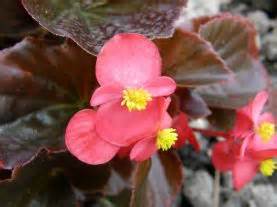 Бегония Семперфлоренс, Begonia semperflorens