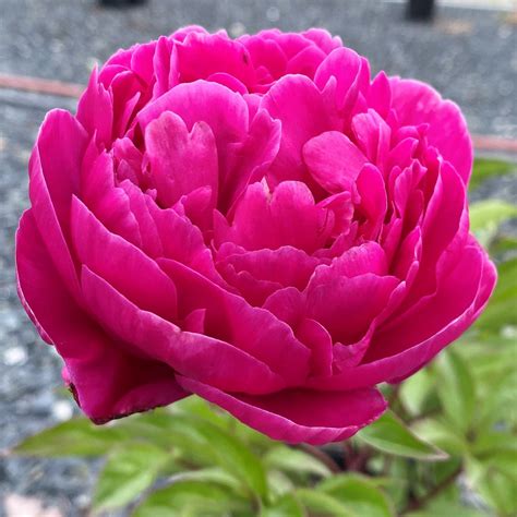 Paeonia Kansas Garden Peony Cavano S Perennials