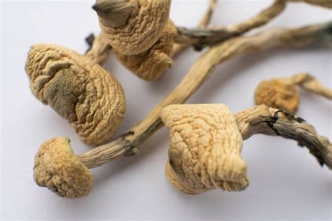 Colorado Issues First Licenses For Psilocybin Businesses Legal Access