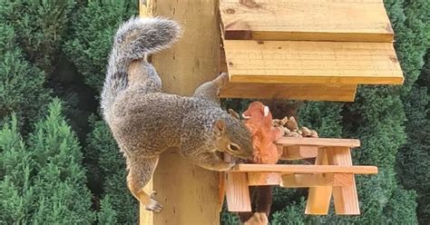 Man Builds Epic Squirrel Playground In Back Garden Nottinghamshire Live