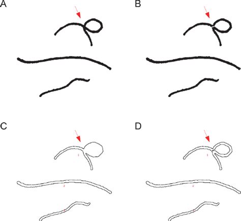 Image Analysis Of Convoluted Path Length Traces Path Lengths Where