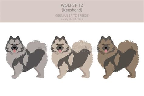德国spitz Wolfspitz剪贴画 不同造型的外套颜色 向量例证 插画 包括有 滑稽 小狗 232469629