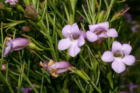 Eremophila Image Database Part 10 Australian Native Plants Society