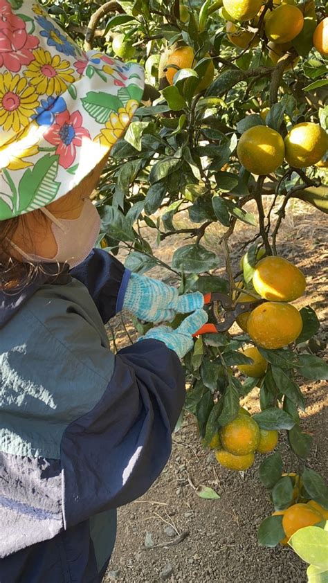 제주도 감귤체험 제주 감귤체험농장 봉봉감귤체험농장 네이버 블로그