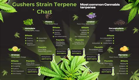 Gushers Strain Cannabis Dispensary And Delivery Washington Dc