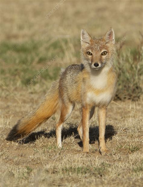 Swift Fox Stock Image C0579824 Science Photo Library