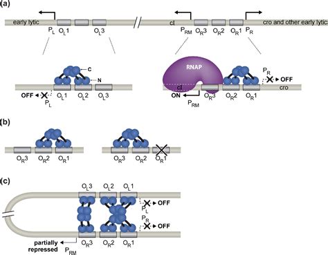 Figure 1 From The Bacteriophage Lambda Ci Protein Finds An Asymmetric