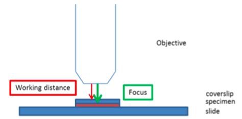 Compound Light Microscope Working Distance Shelly Lighting
