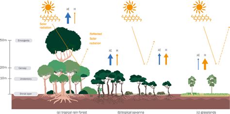 Structure And Composition Of A Tropical Rain Forest B Tropical
