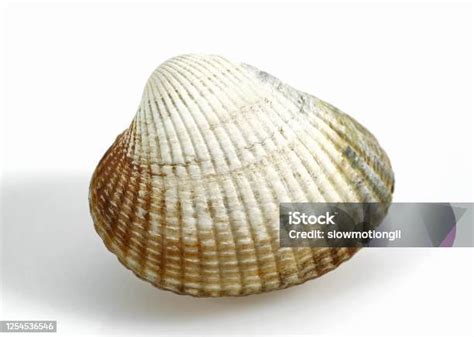 Common Cockle Cerastoderma Edule Dengan Latar Belakang Putih Foto Stok