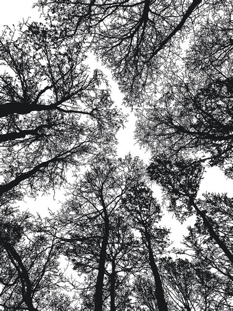 Download Trees Landscape Silhouette Royalty Free Vector Graphic