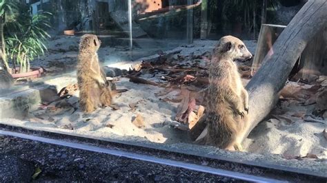 20221208 高雄壽山動物園 狐獴的日常p1 Shorts Youtube