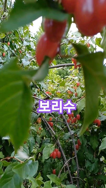 야~~아 세상에 주~~렁 주~~~렁 엄청 달려있네정선아지매정선5일장보리수 Youtube