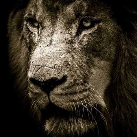 Strength Oracle YouTube