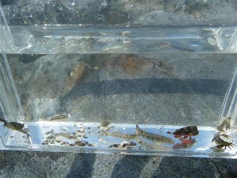 房総で遊ぶ その2磯の生き物 夢見るタナゴと仲間達 楽天ブログ