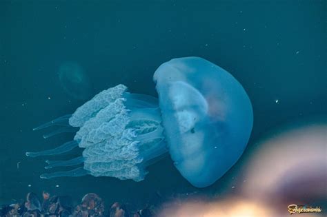 Медуза корнерот - фото и картинки: 65 штук