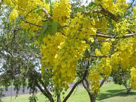 Golden Tree Cassia Fistula Habit Feedipedia