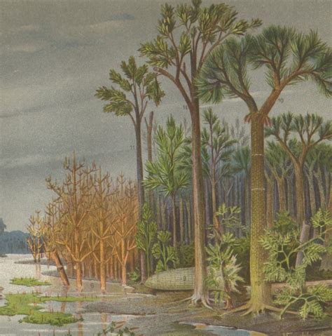 1897 Earliest Land Plants Palaeozoicum Upper By CabinetOfTreasures