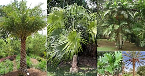 62 Best Palm Trees In Florida Florida Palm Trees Species