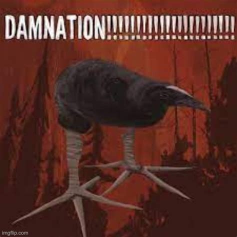 Damn Bird Imgflip