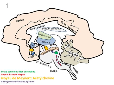 LAcétylcholine Palli Science site officiel de formation en soins