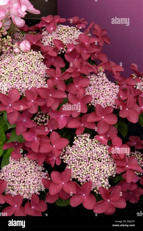 Lady In Red Hydrangea Rare Grateful Red Hydrangea See More Ideas