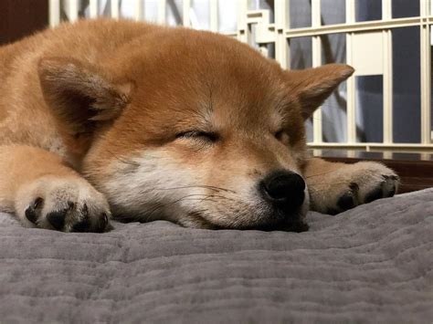 14 Astonishing Facts About Shiba Inu Page 2 Of 4 Petpress