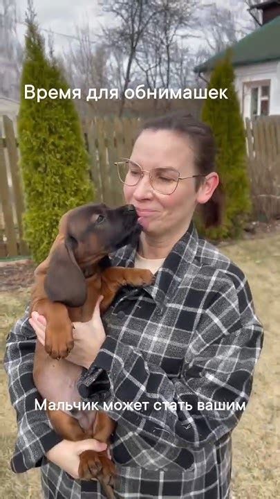 Щенок созданный с любовью и для любви баварскаягорнаягончая баварскаягончая собака щенок