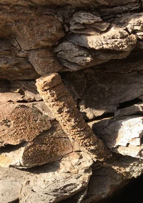 Pin By Highland Designs Art On Fossil Exploring And Hunting Fossil Fossils