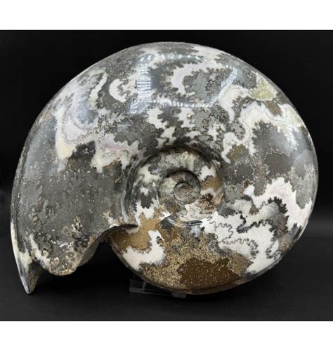 What Is An Ammonite Fossilsuk Blog