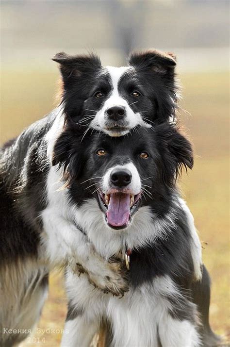 Border Collies Album On Imgur
