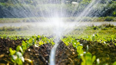 Will Watering Dead Grass Bring It Back Gardeners Yards