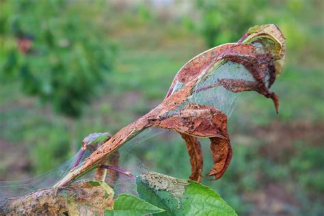 Premium Photo Cobwebs And Caterpillars On The Leaves Of A Tree