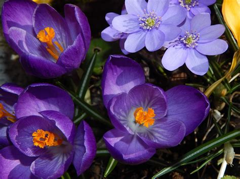 Krokus Wiosenne Kwiaty Wczesne Darmowe zdjęcie na Pixabay Pixabay