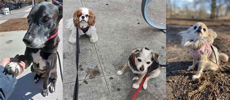 Importance Of Basic Dog Commands How To Train Your Dog