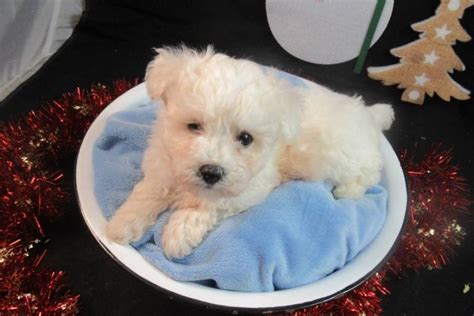 Chiot Bichon maltais FEMELLE Montréal