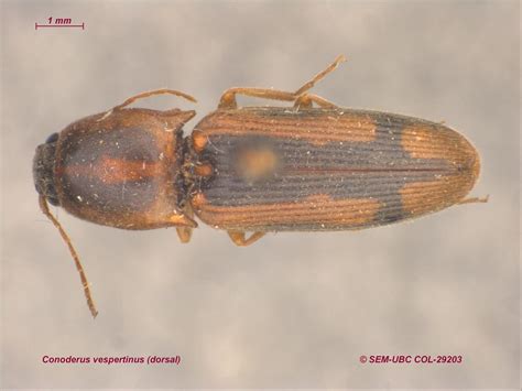 Elateridae