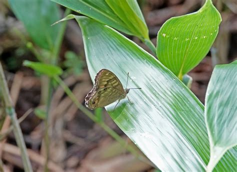 オオイチモンジを求めて ⑨ その他の蝶たち 信州上高地遠征 蝶と野鳥の図鑑
