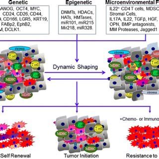 Model Of Colorectal CSCs Colorectal CSCs Are Subsets Of Tumor Cells Download Scientific
