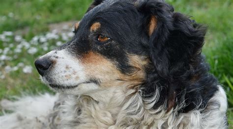Free Picture Dog Hunting Dog Cute Canine Animal Portrait Puppy Fur